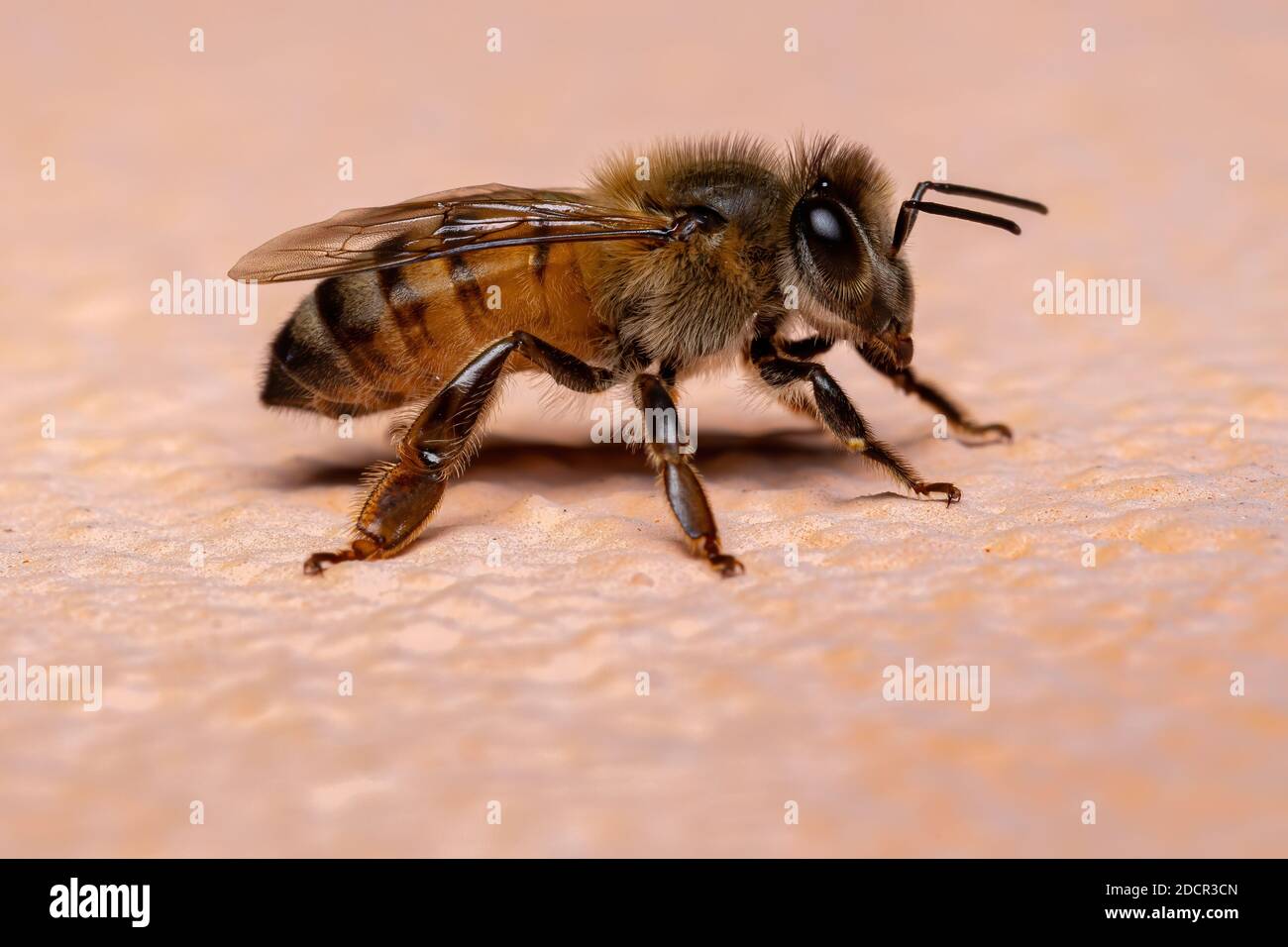 Western Honey Bee of the species Apis mellifera Stock Photo - Alamy