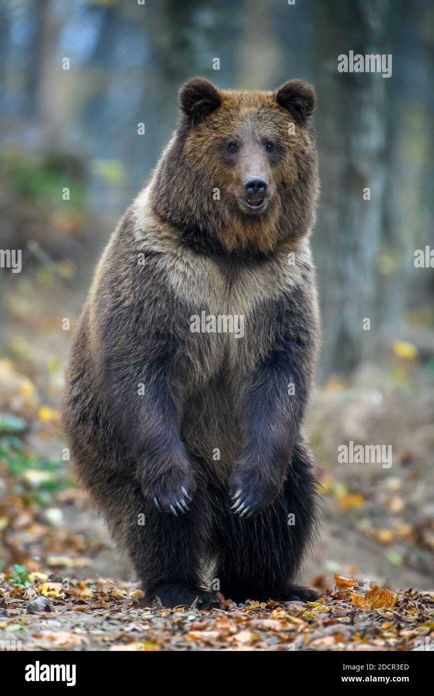 Bear Standing Side
