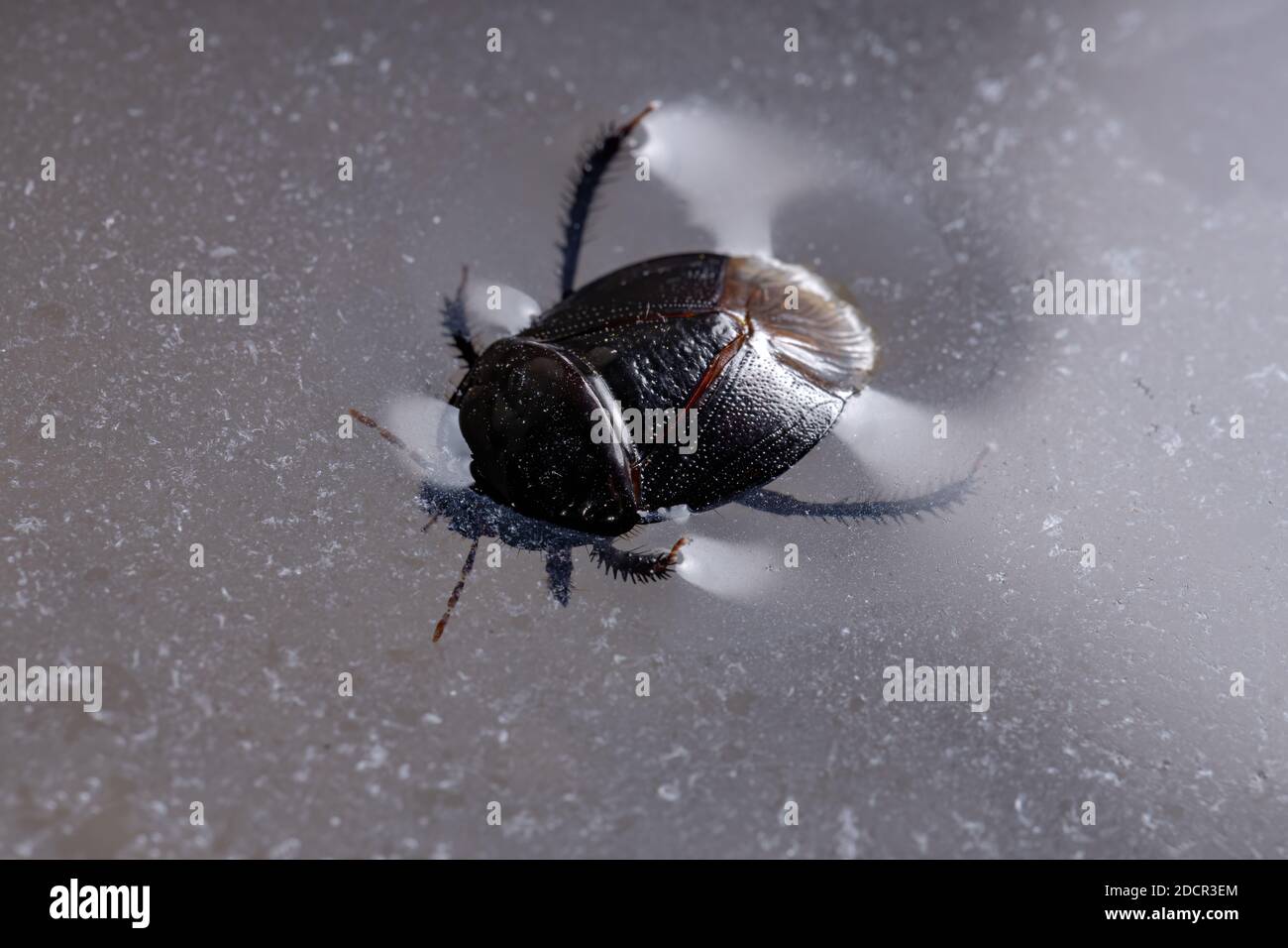 Burrowing bug hi-res stock photography and images - Alamy