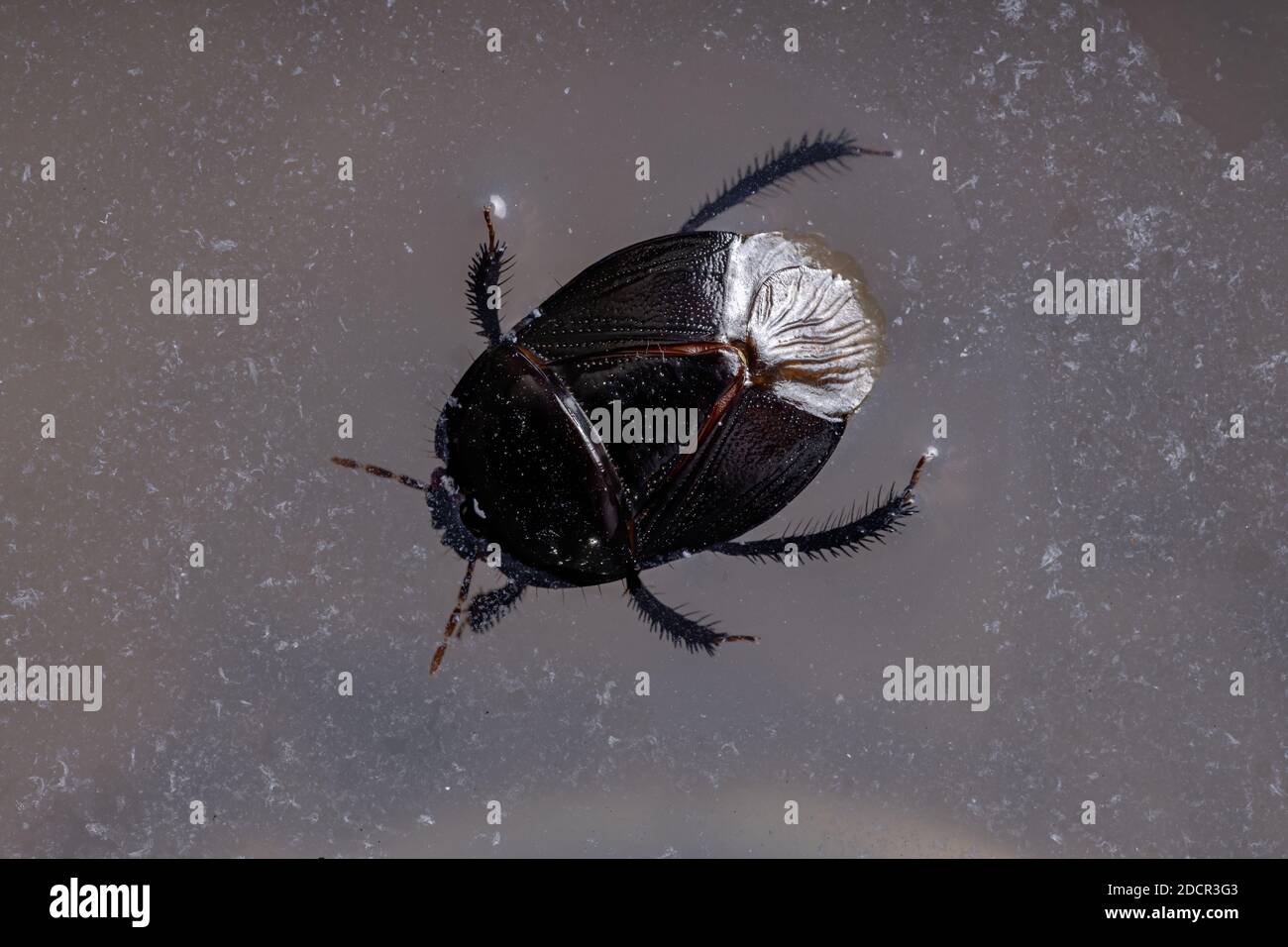 Burrowing Bug of the Subfamily Cydninae Stock Photo - Alamy