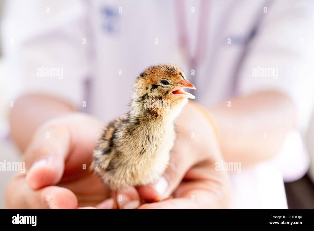 Young quail in hands hi-res stock photography and images - Alamy