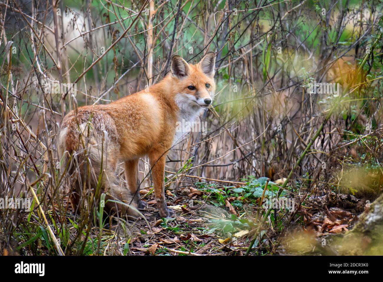Red Foxes Habitat