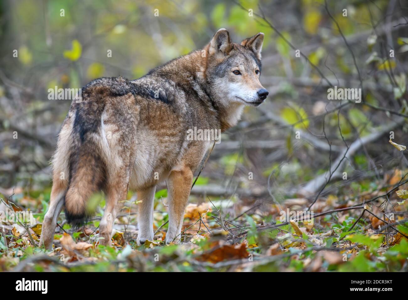 Close up wolf in autumn forest background. Animal in the nature habitat ...