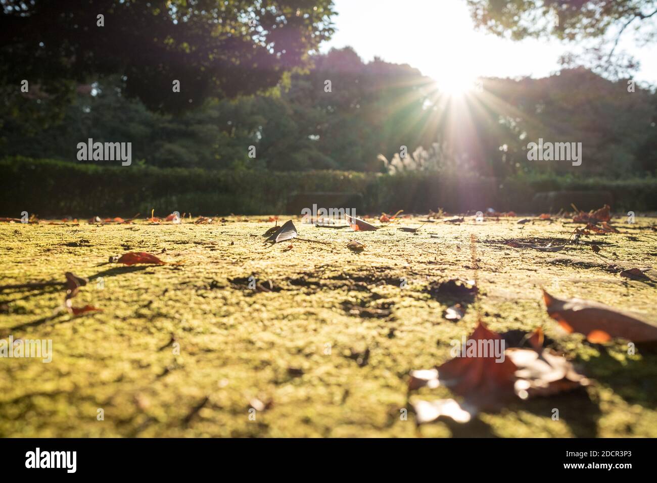 The sun shines down on Kitanomaru Park in Tokyo. This is a popular spot ...