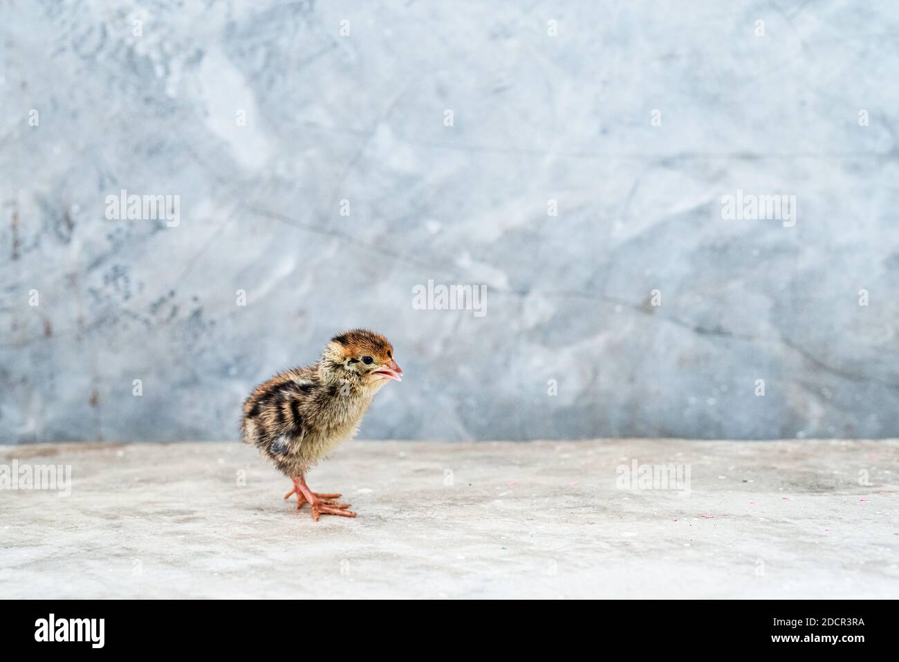 A young quail walks on a cement wall Stock Photo - Alamy