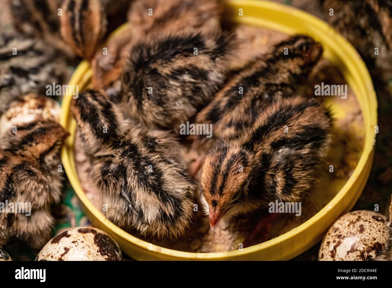 Newborn Baby Quail