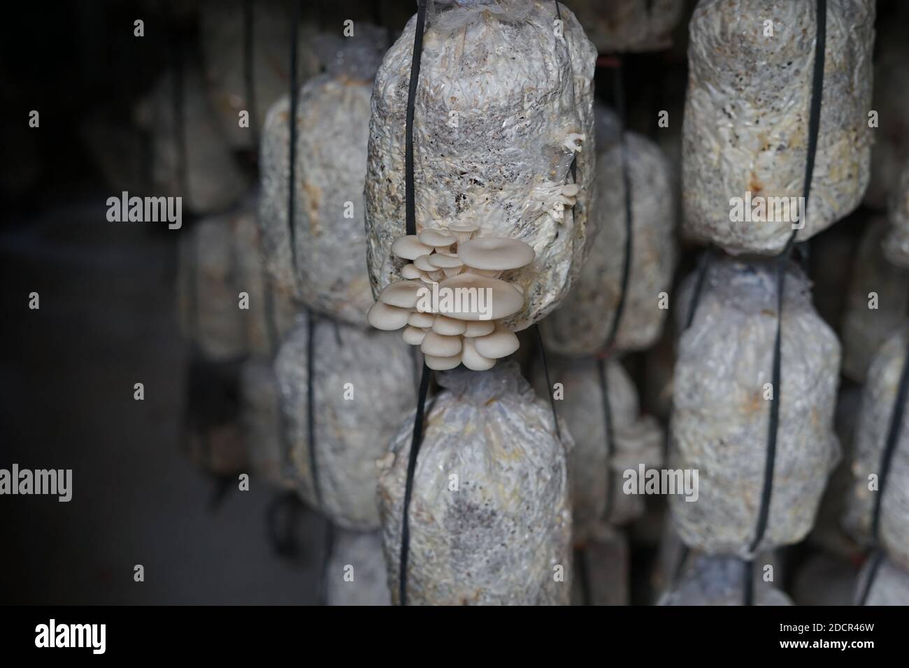 Making of mushrooms Stock Photo - Alamy