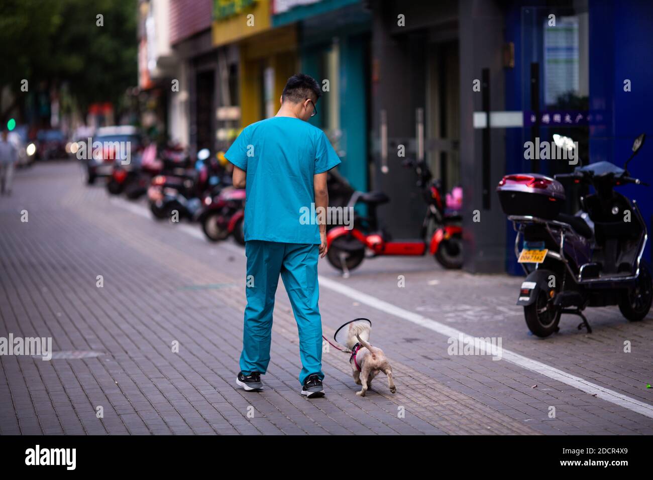 Huzhou, China, 2020 September 28: Veterinarian walking with dog near ...