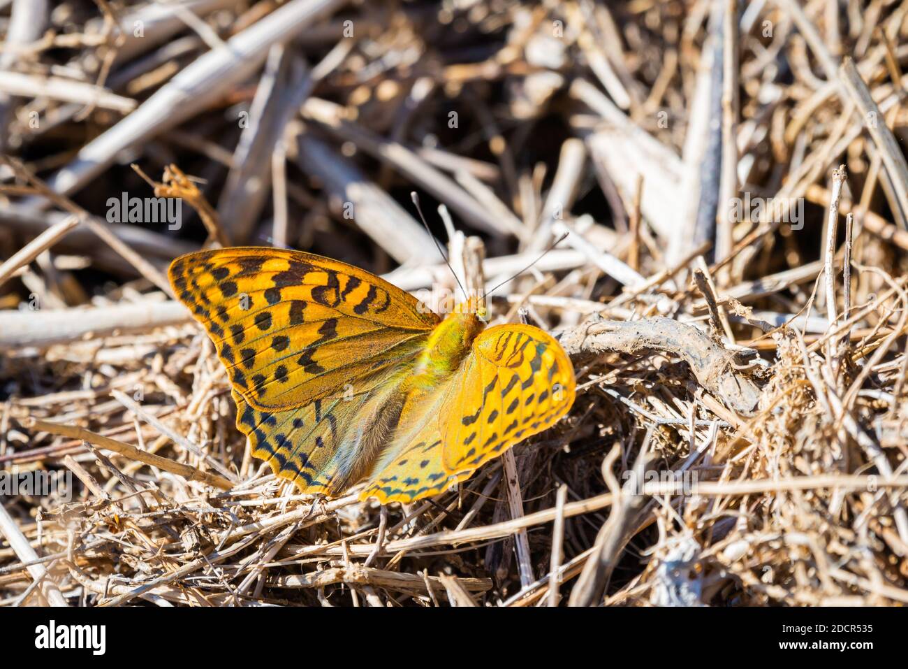 The cardinal butterfly, Argynnis Pandora. Rare insect in the wild Stock ...
