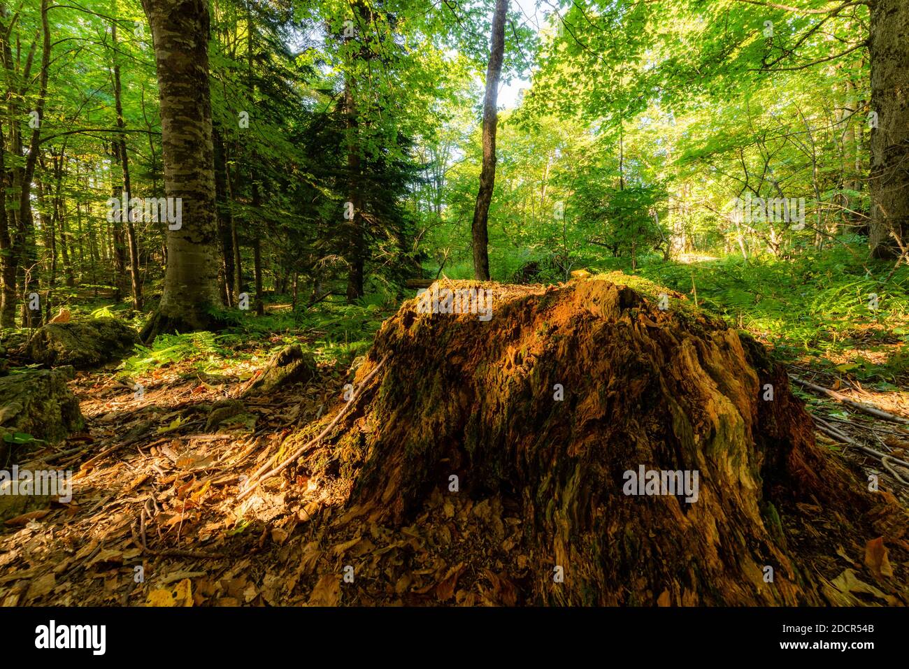 Rotten tree stump in the forest. Destructive power of time Stock Photo ...