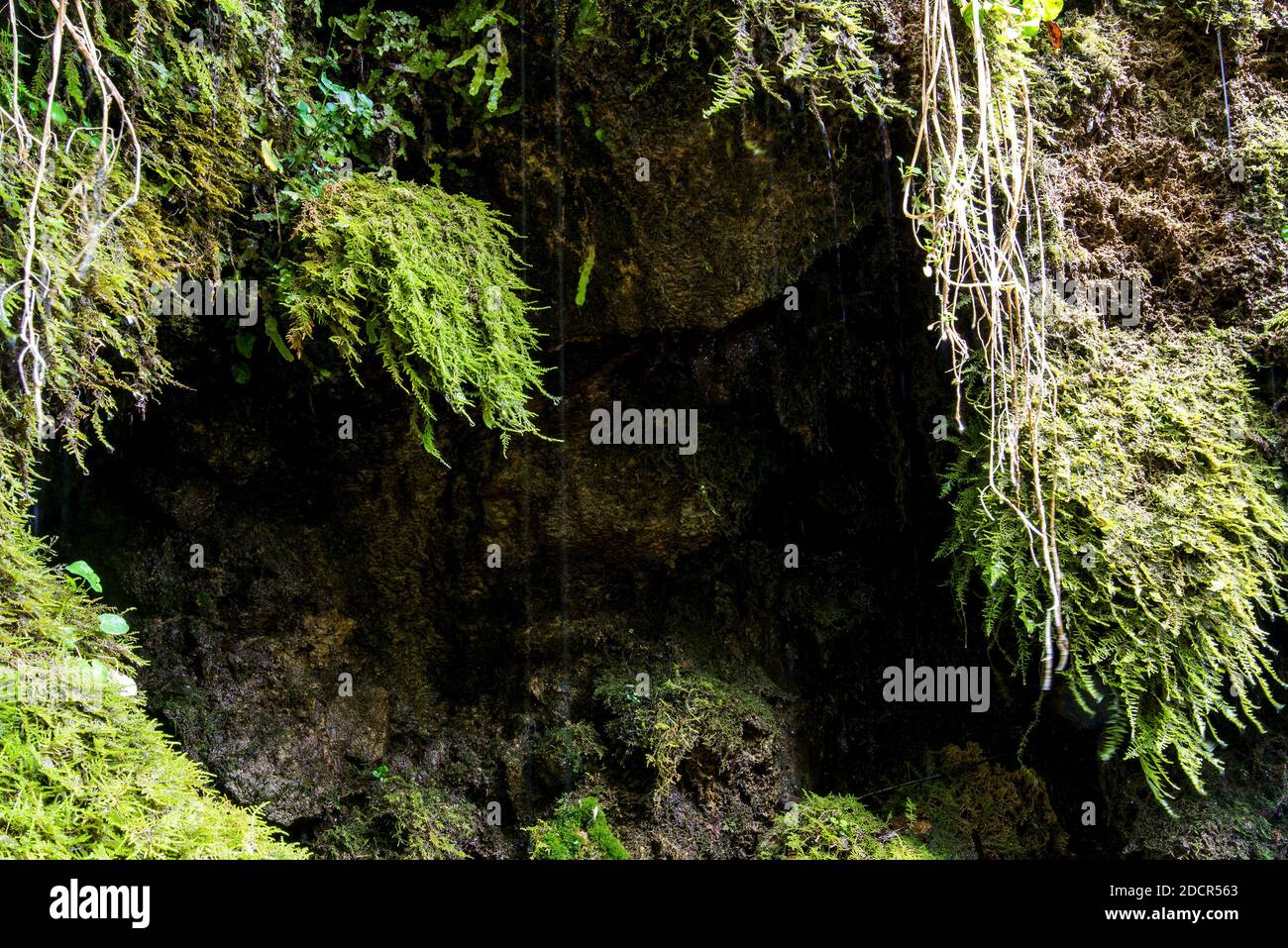 Ecology and nature. The source of clean drinking spring water among ...