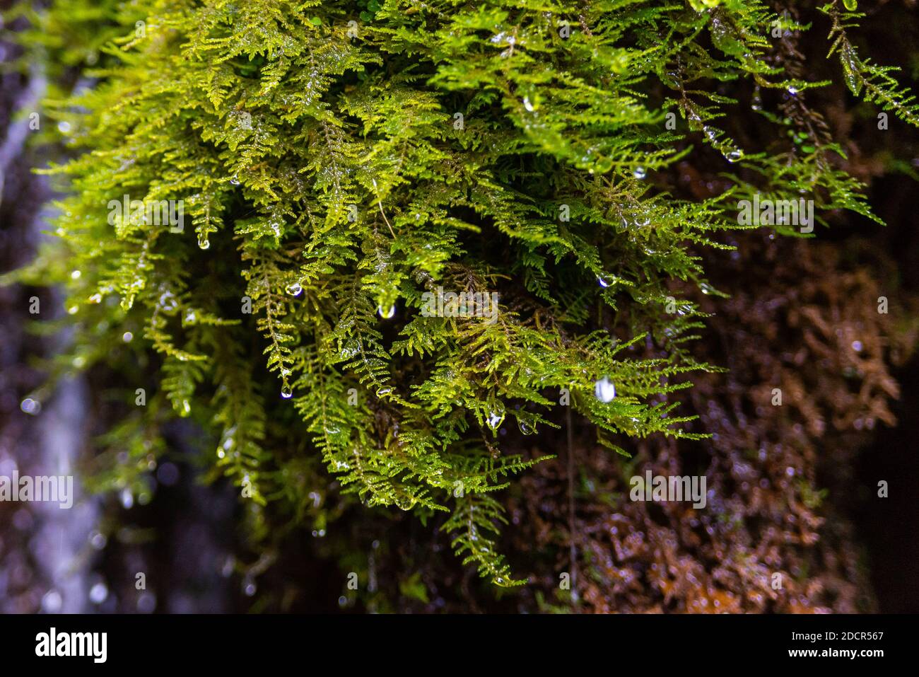 Ecology and nature. The source of clean drinking spring water among ...