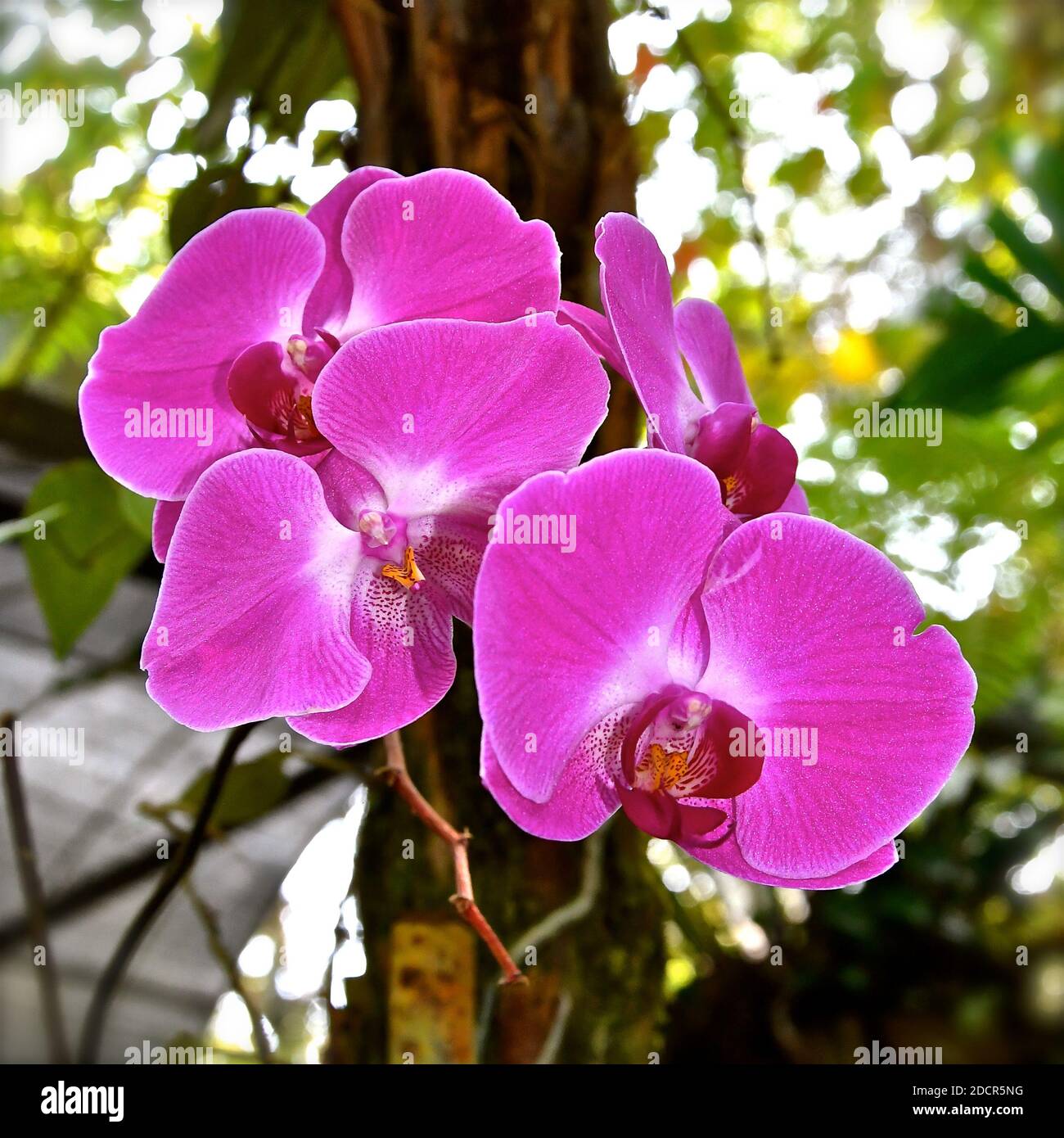 A close up view of a beautiful pink orchid flower in full bloom Stock ...
