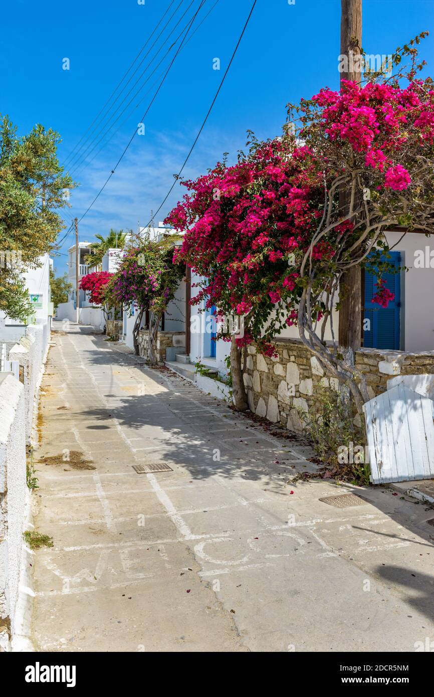 Cyclades bougainvillea flowers hi-res stock photography and images - Alamy
