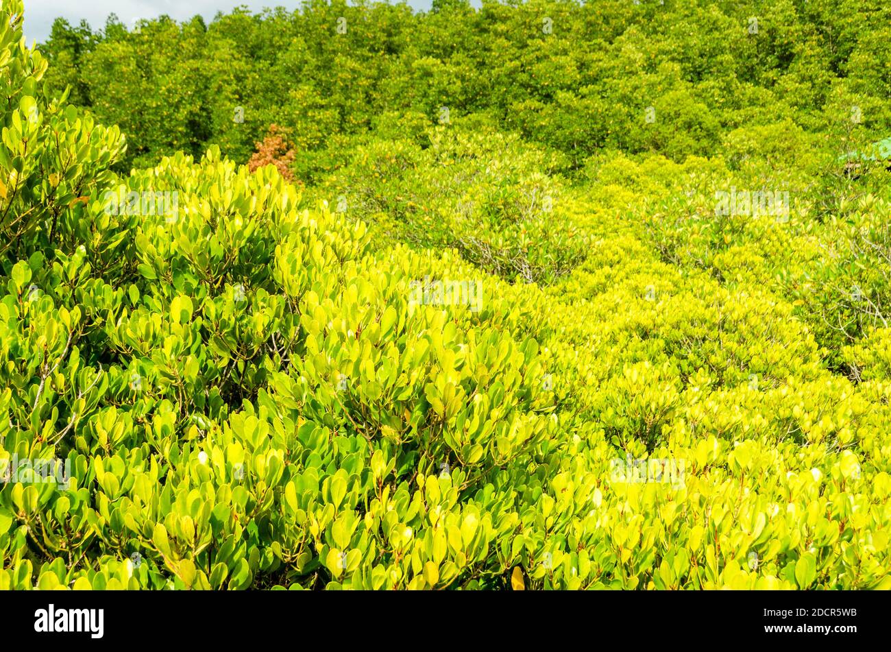 Ceriops decandra hi-res stock photography and images - Alamy