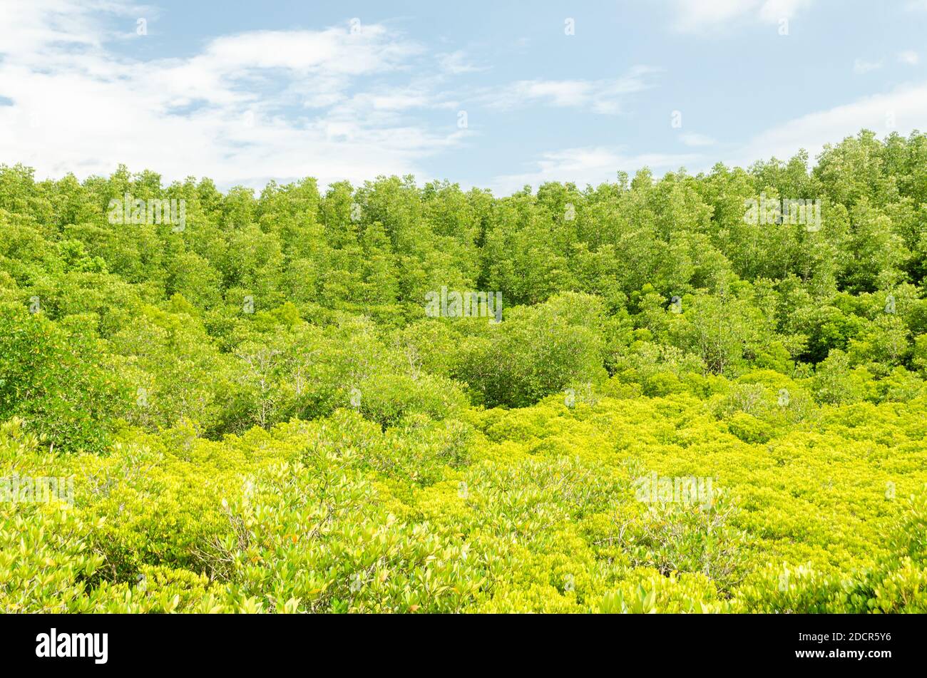 beautiful golden mangrove or ceriops decandra forest in Thailand Stock ...
