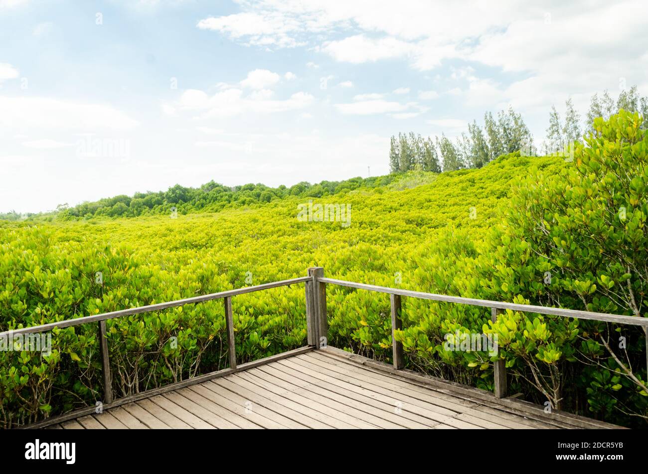 beautiful golden mangrove or ceriops decandra forest in Thailand Stock ...