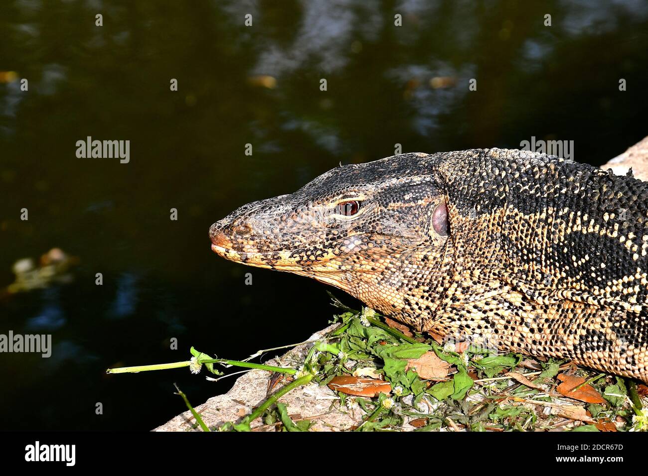 Close up side view of the head of a large adult monitor lizard Stock ...