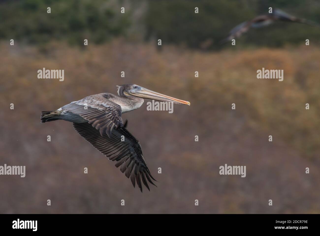 A female brown pelican (Pelecanus occidentalis) flying in Ano Nuevo ...