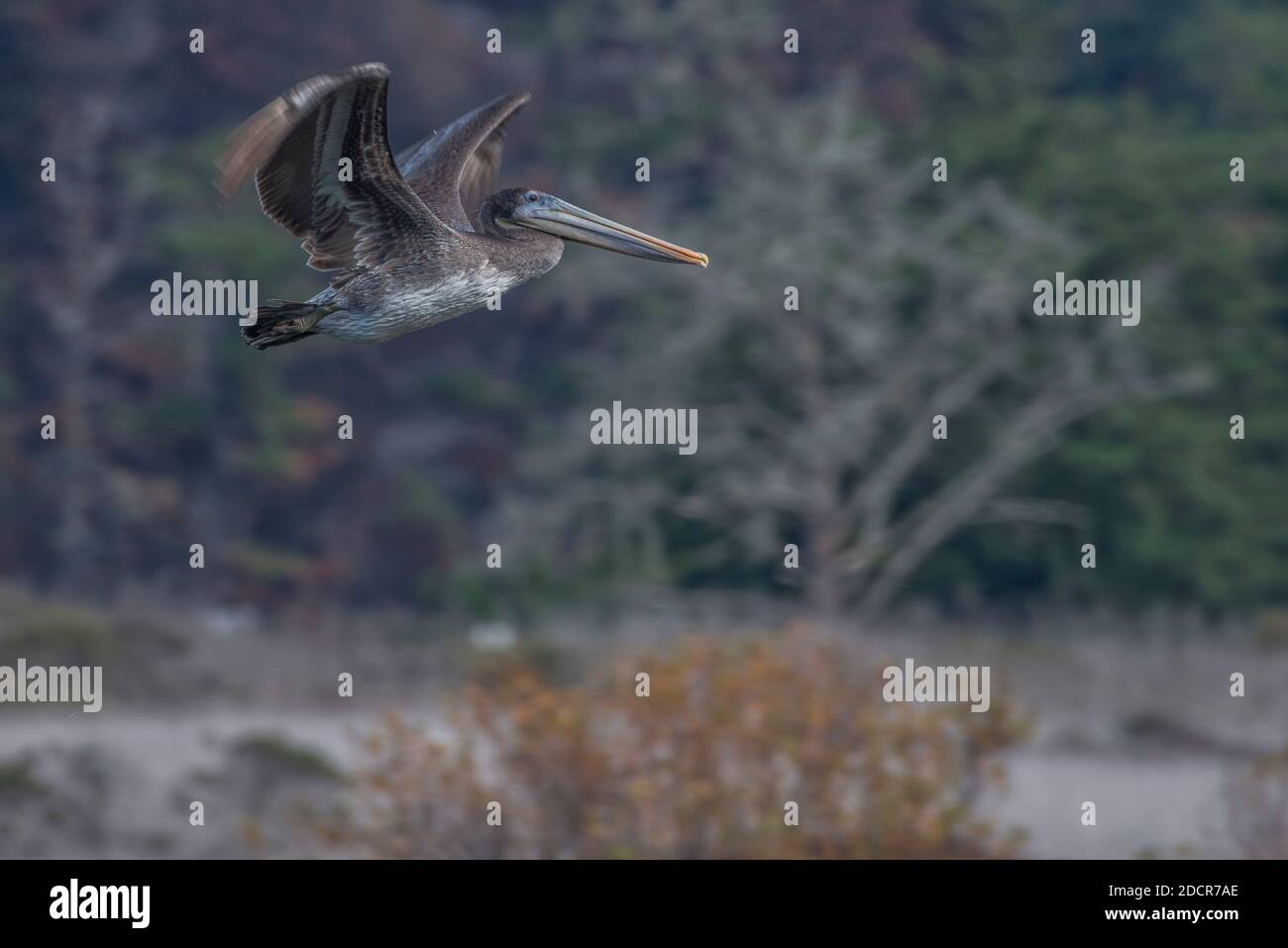 A female brown pelican (Pelecanus occidentalis) flying in Ano Nuevo ...
