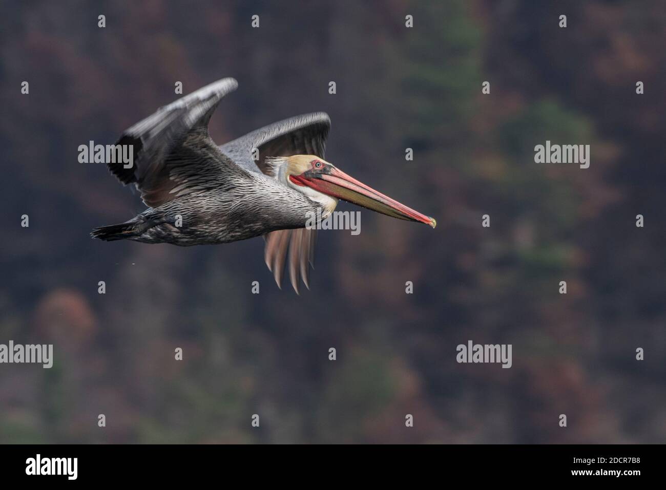 A male brown pelican (Pelecanus occidentalis) in breeding plumage flies ...