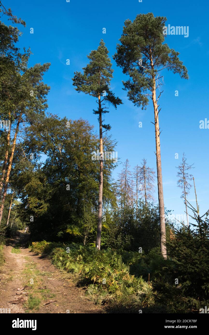 Forest path in teutoburg forest hi-res stock photography and images - Alamy