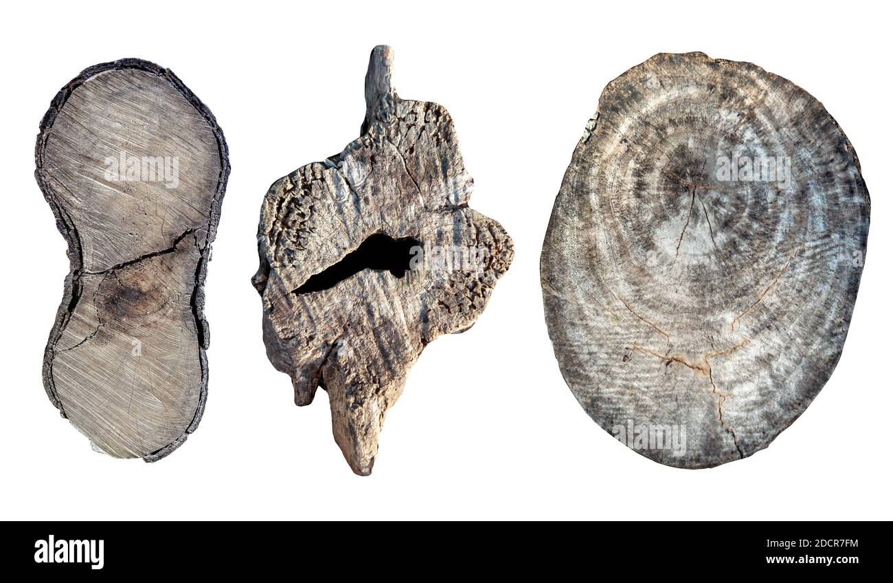 Close up of Cross section cut tree trunk on a white isolated background ...