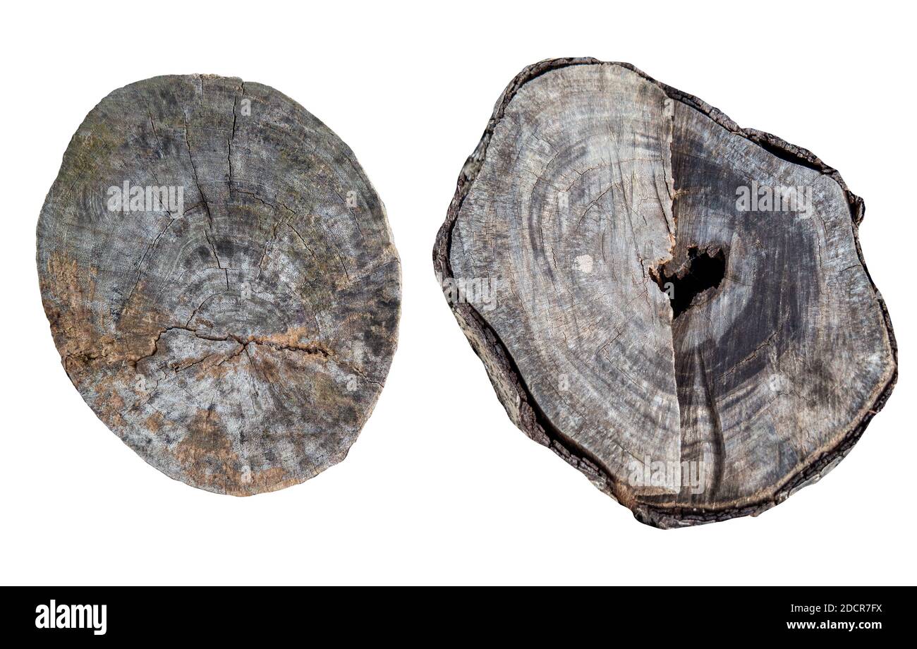 Close up of Cross section cut tree trunk on a white isolated background ...