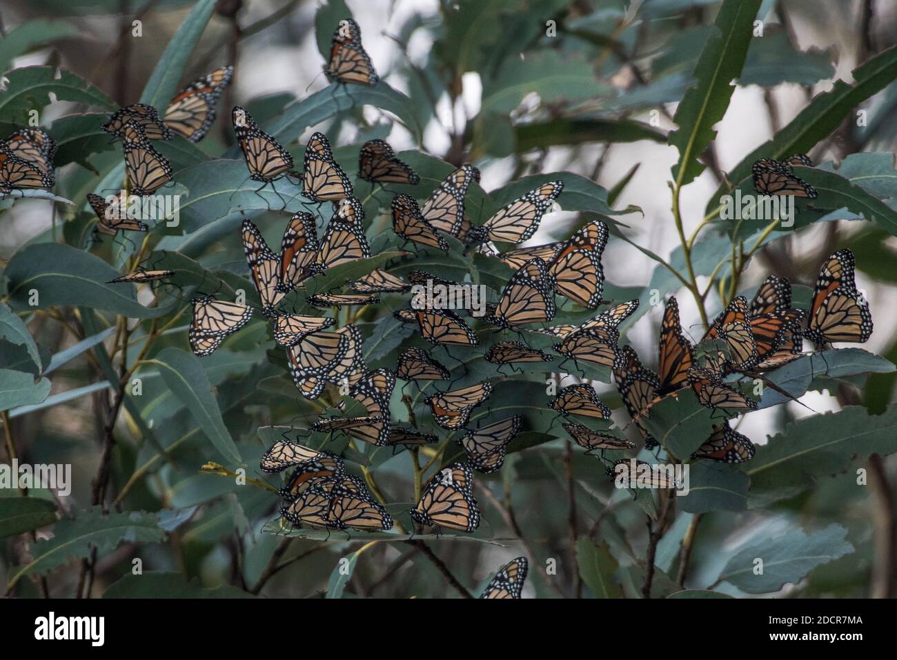 Overwintering monarch butterflies (Danaus plexippus) in November at ...