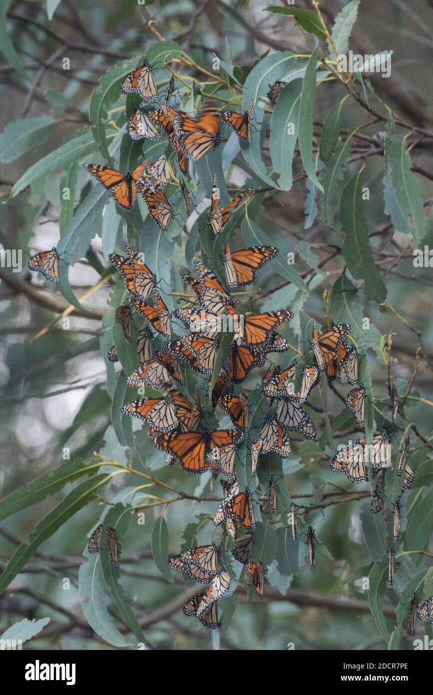 Migrating monarchs hi-res stock photography and images - Alamy