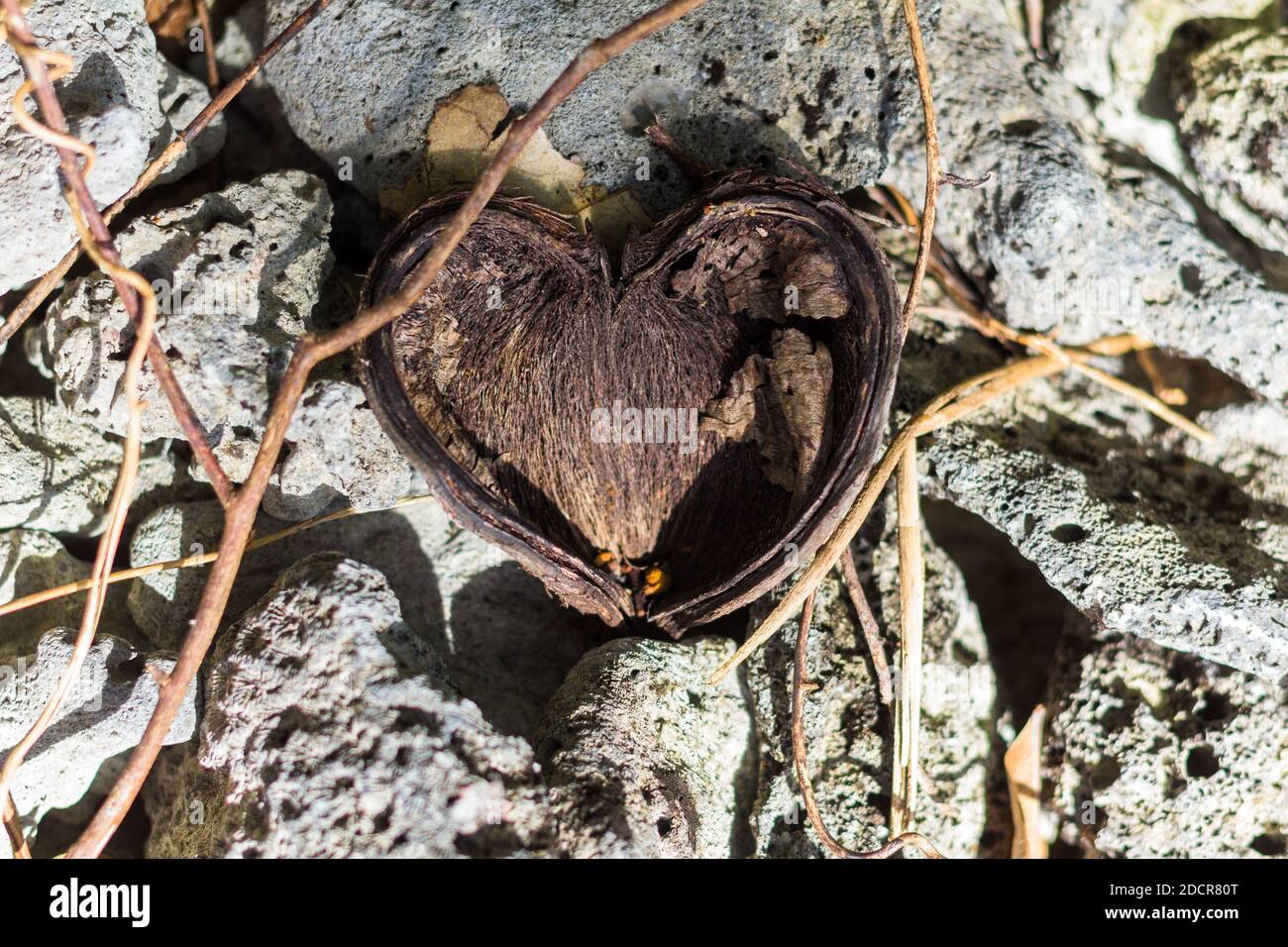 A heart shaped seed pod at a beach forest in El Nido, Plawan ...