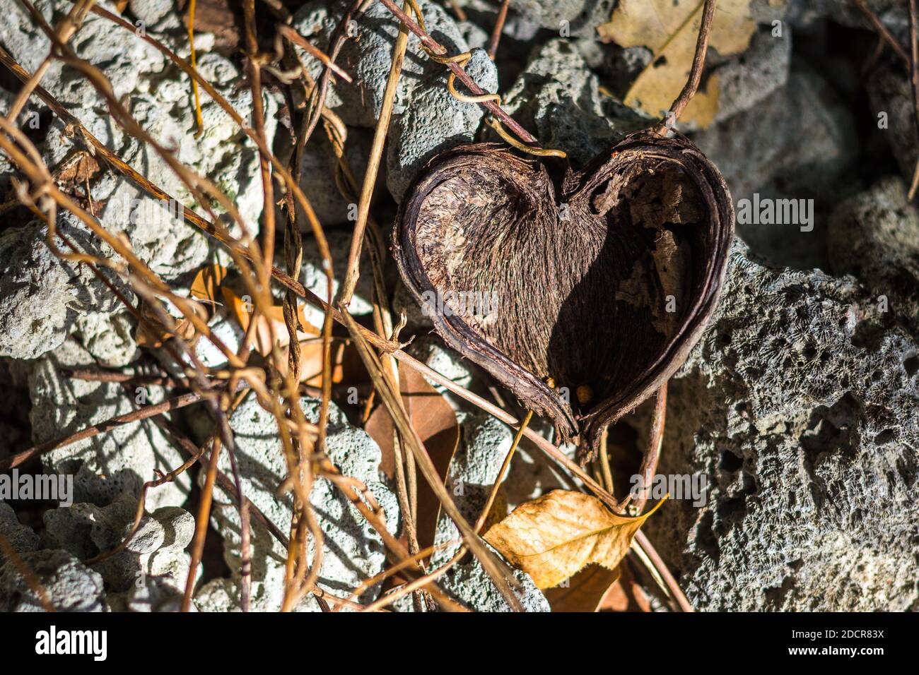 A heart shaped seed pod at a beach forest in El Nido, Plawan ...