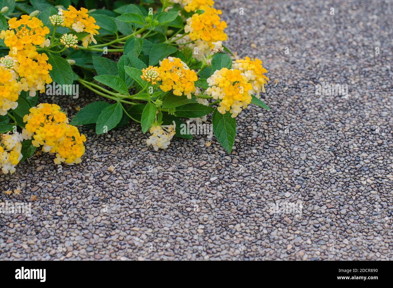 Yellow Flowers Blooming on Pathway Stock Photo - Alamy