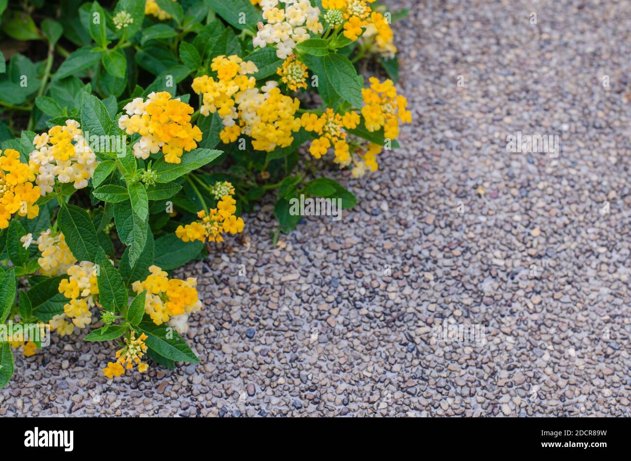 Yellow Flowers Blooming on Pathway Stock Photo - Alamy