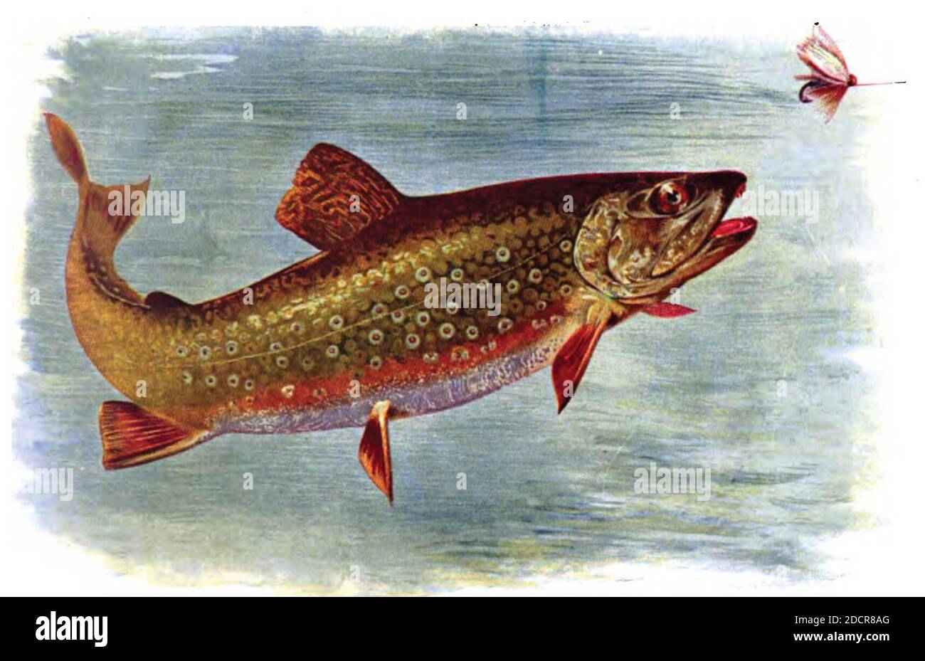 Color Plate Brook Trout from American Fishes by Goode and Gill (1903 ...