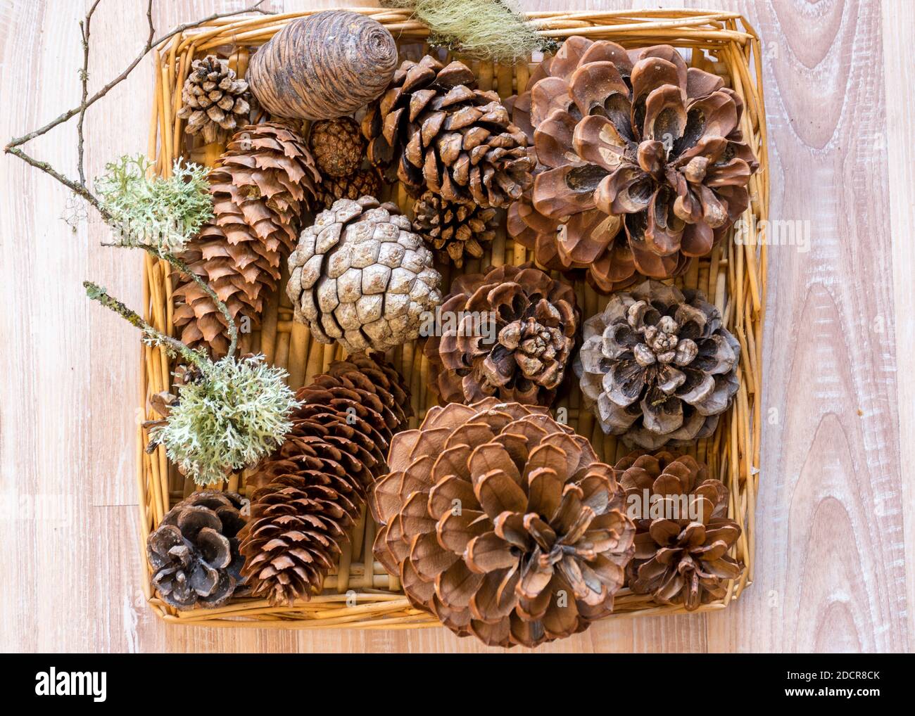 different shapes and types of cones in a wicker basket, preparing for ...