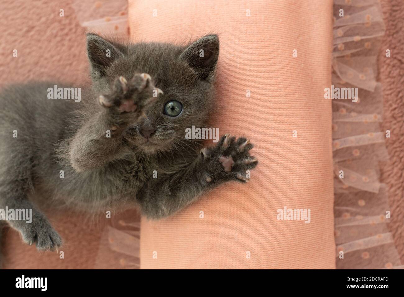Angry cat claws hi-res stock photography and images - Alamy