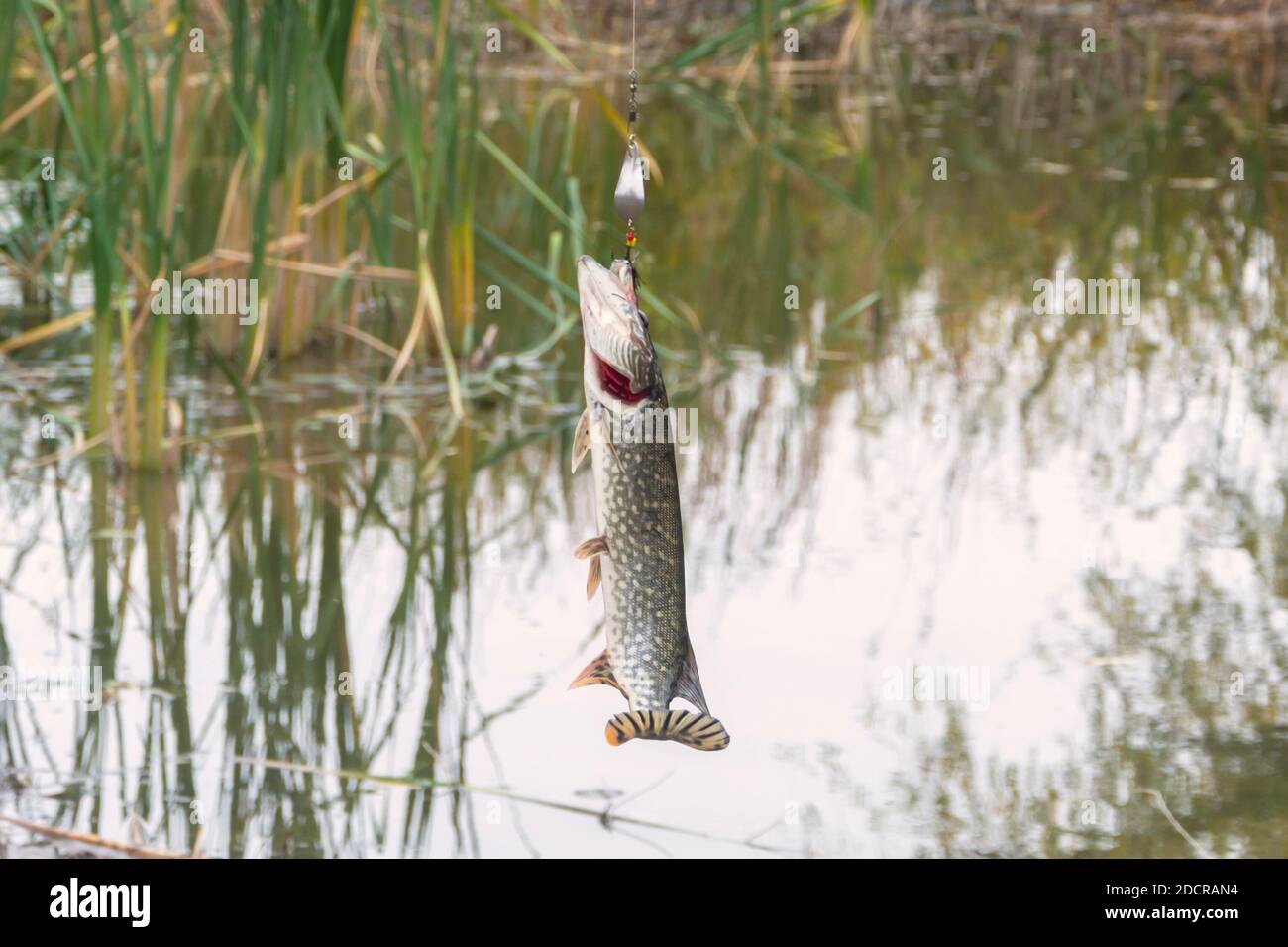 Big pike on spinning hook. Successful fishing, fisherman's catch ...