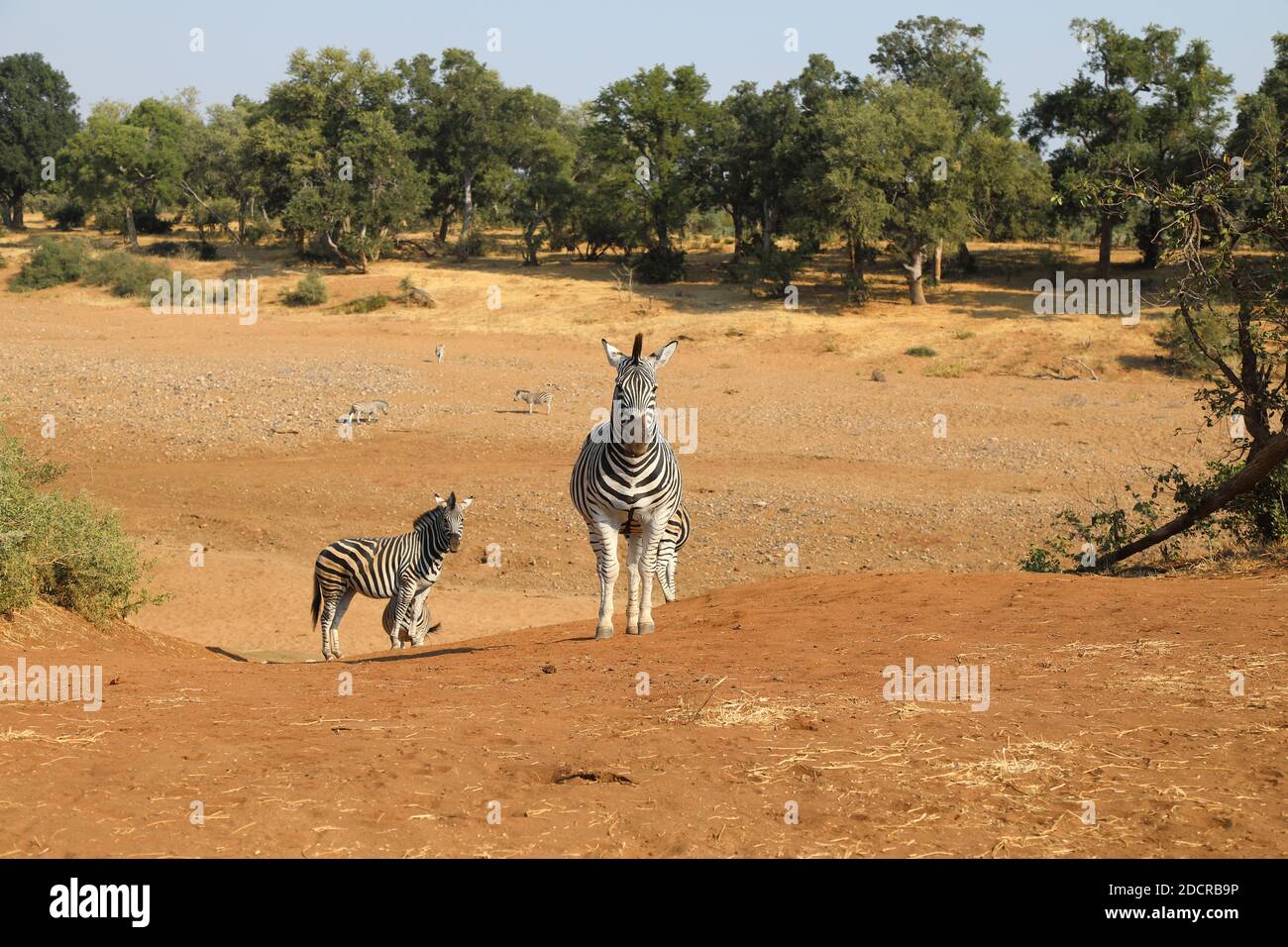 Injured zebra hi-res stock photography and images - Alamy