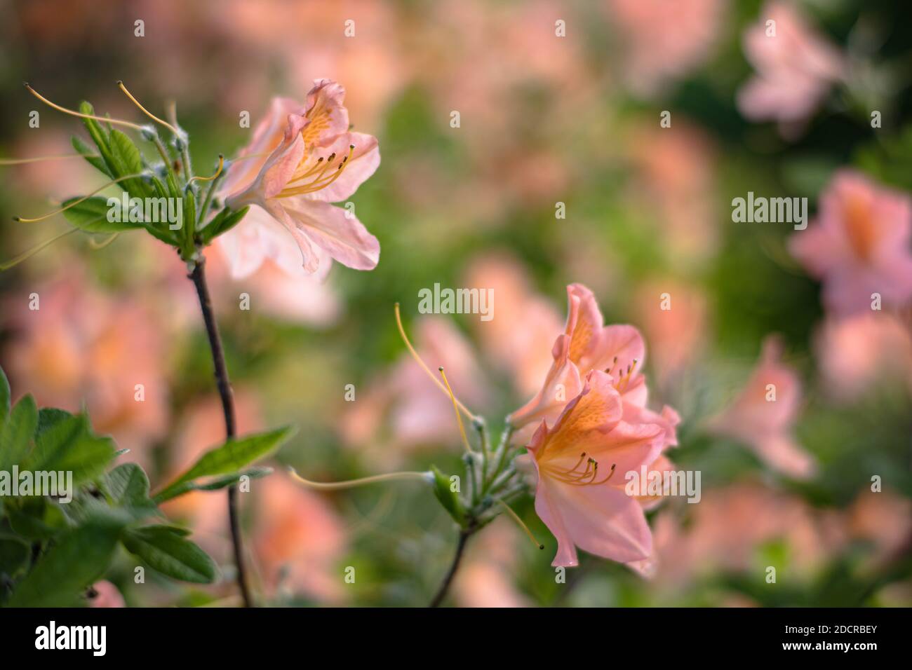 Peach-coloured Rhododendron flowers, taken at Christchurch Botanic ...