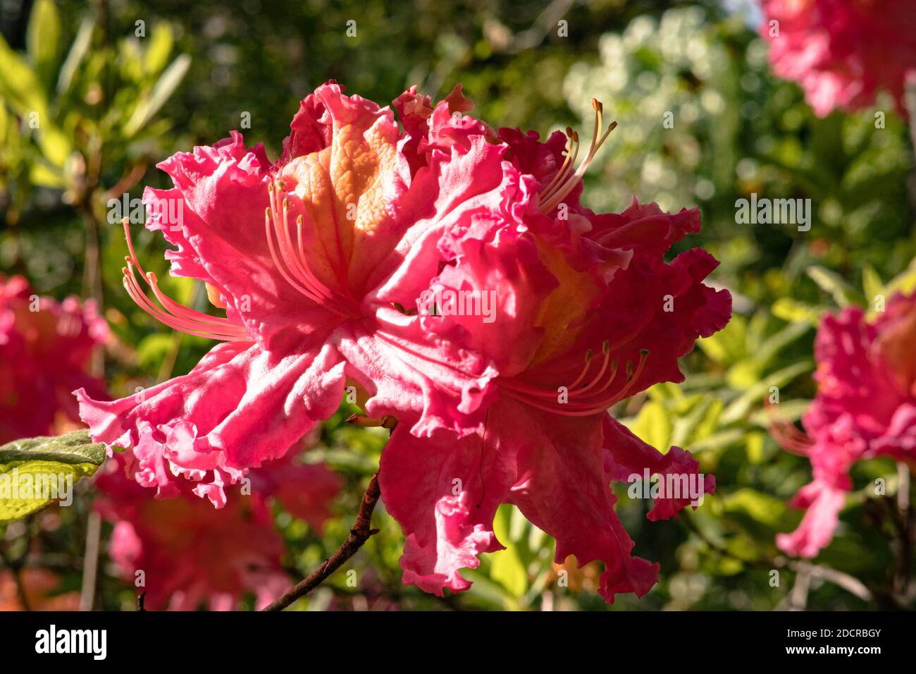 Peach-coloured Rhododendron flowers, taken at Christchurch Botanic ...