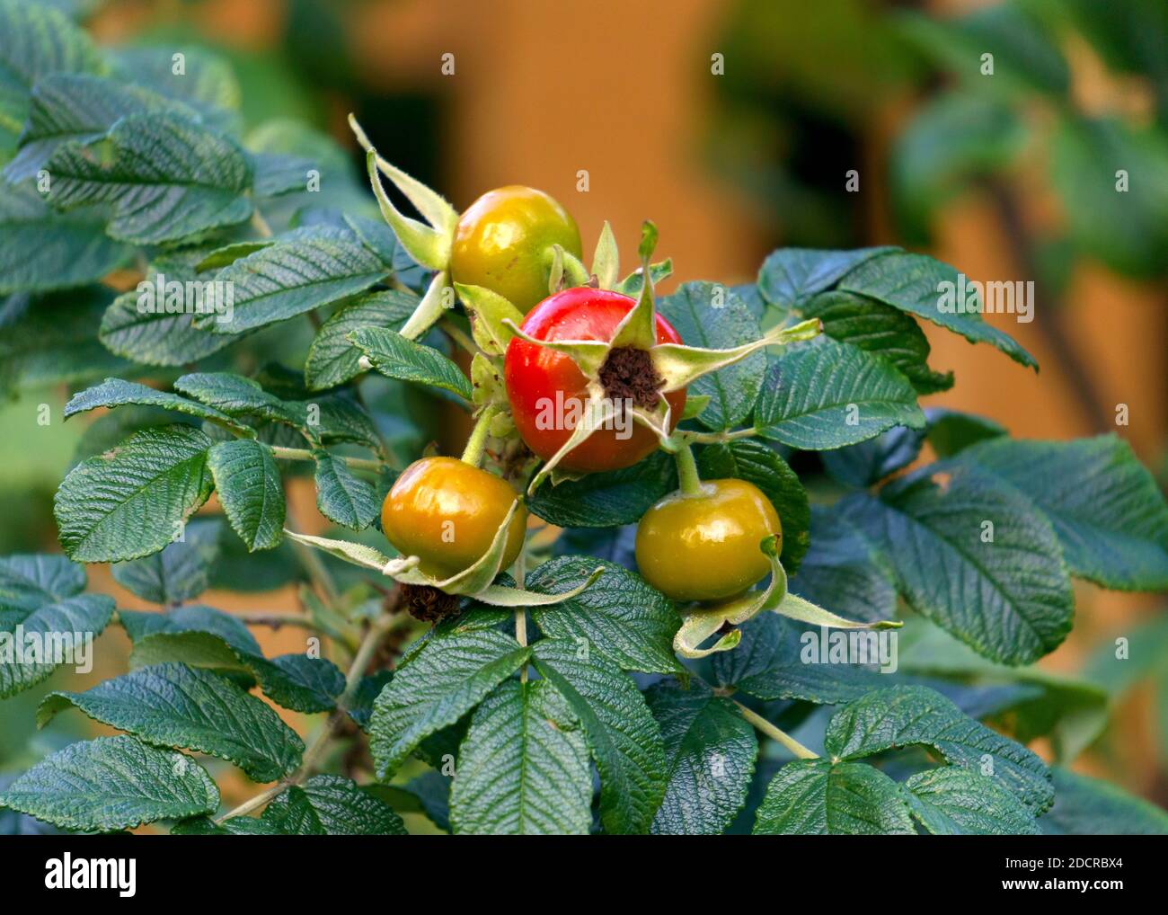 Green foliage rose hips hi-res stock photography and images - Alamy