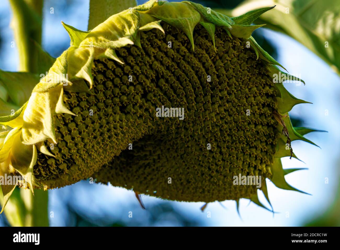 Sunflower with ripe seeds in the garden Stock Photo - Alamy
