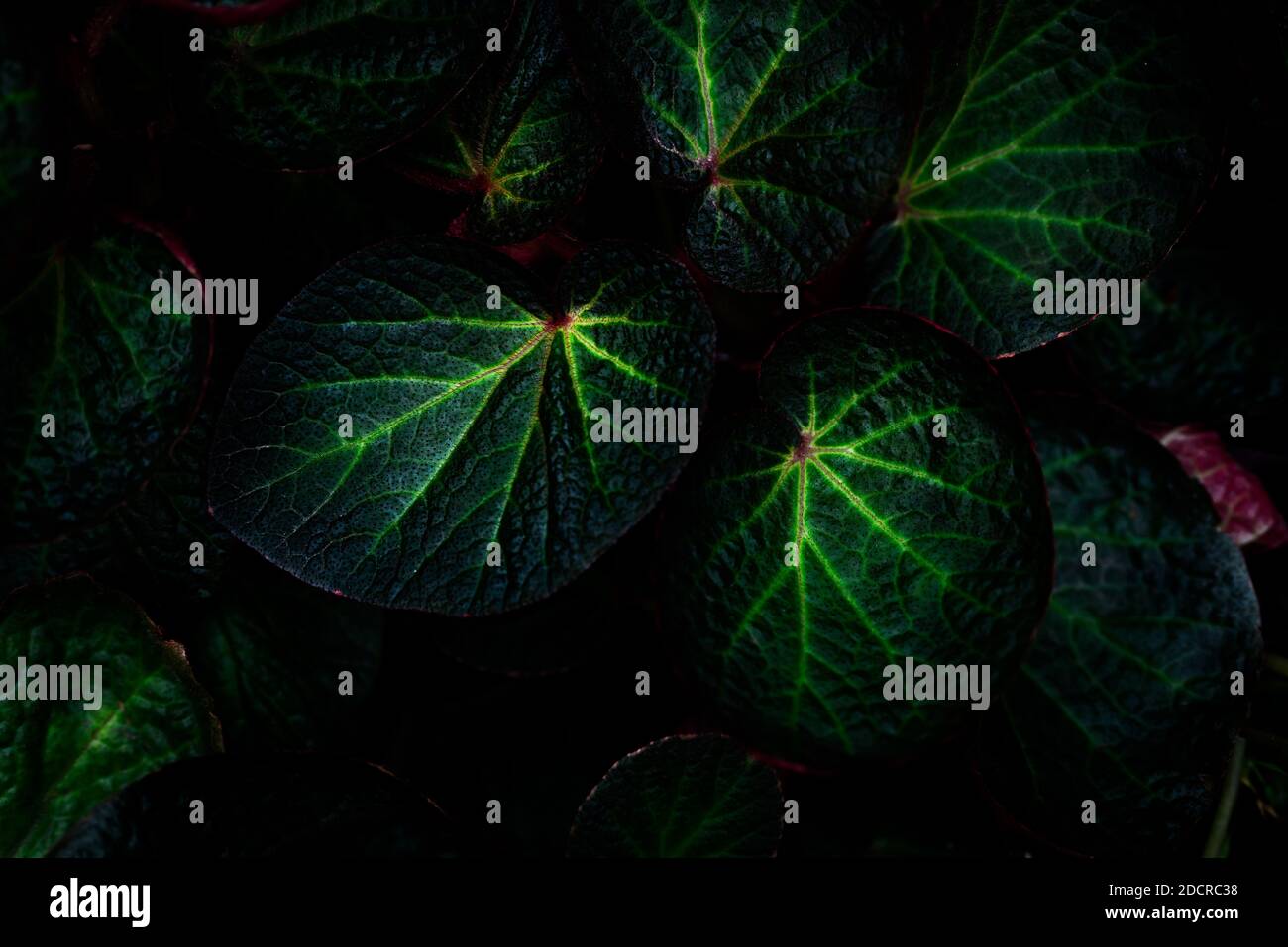 Green round leaf texture on dark background. Close-up detail of begonia ...