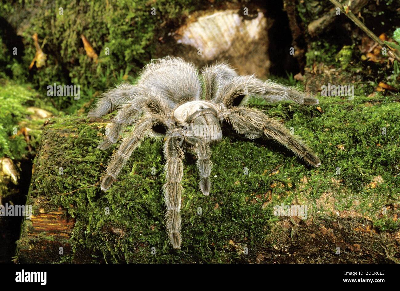 Spider, theraphosa sp, Specy from South America Stock Photo - Alamy