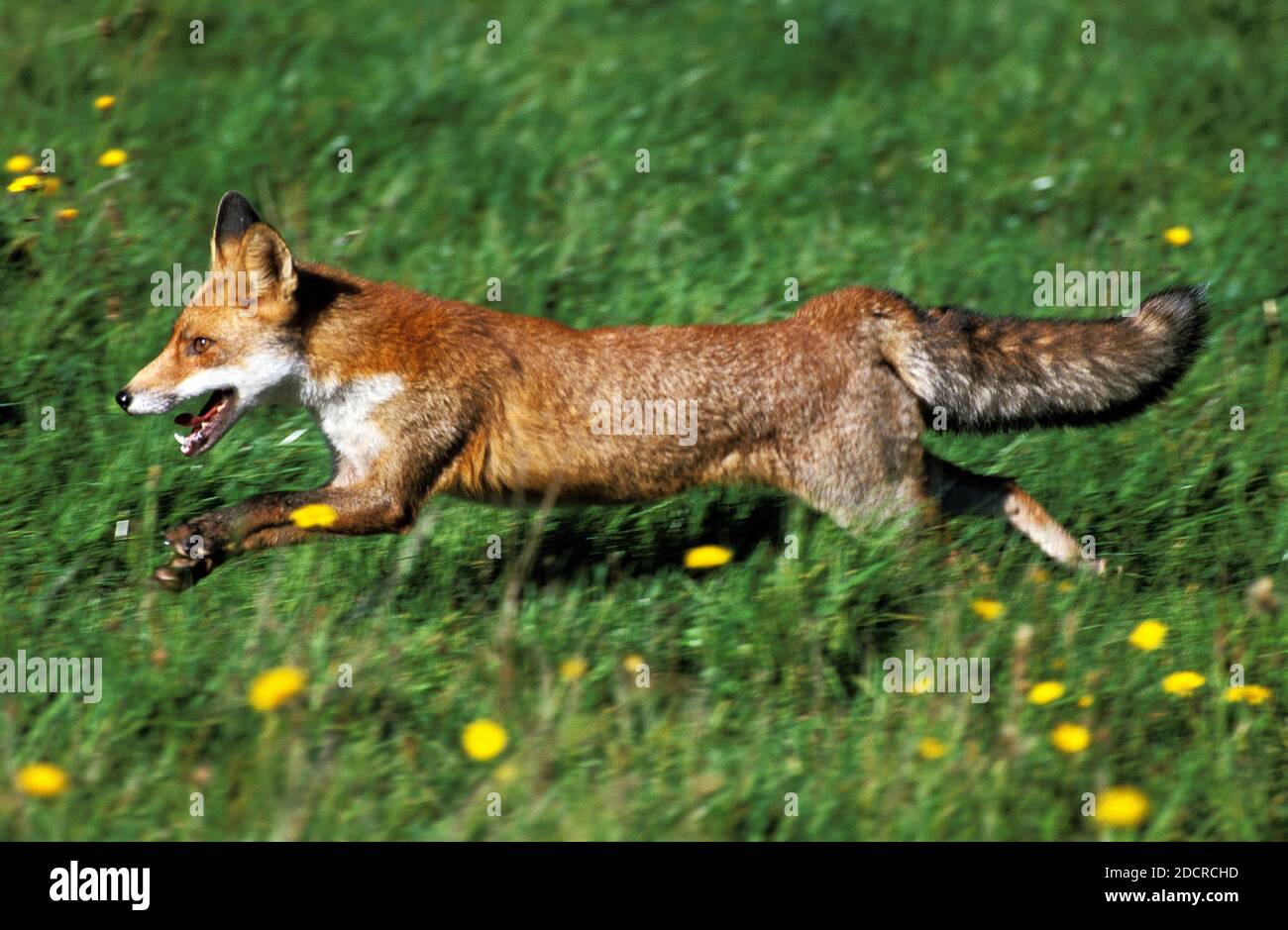 Red Fox, vulpes vulpes, Adult running Stock Photo - Alamy