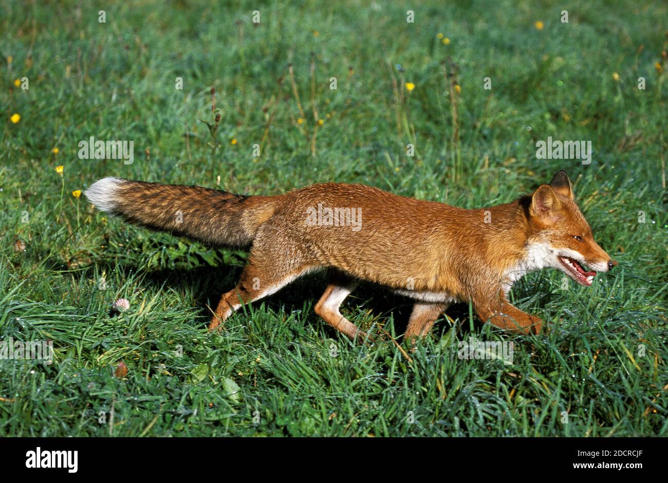 Red Fox, vulpes vulpes, Adult walking on Grass Stock Photo - Alamy