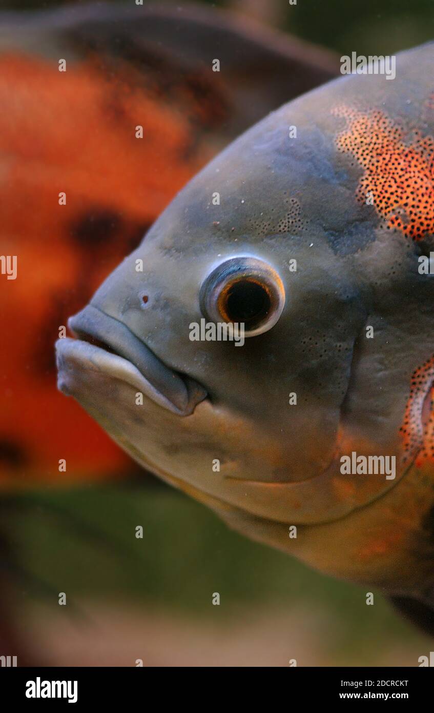 Tiger oscar fish head hi-res stock photography and images - Alamy