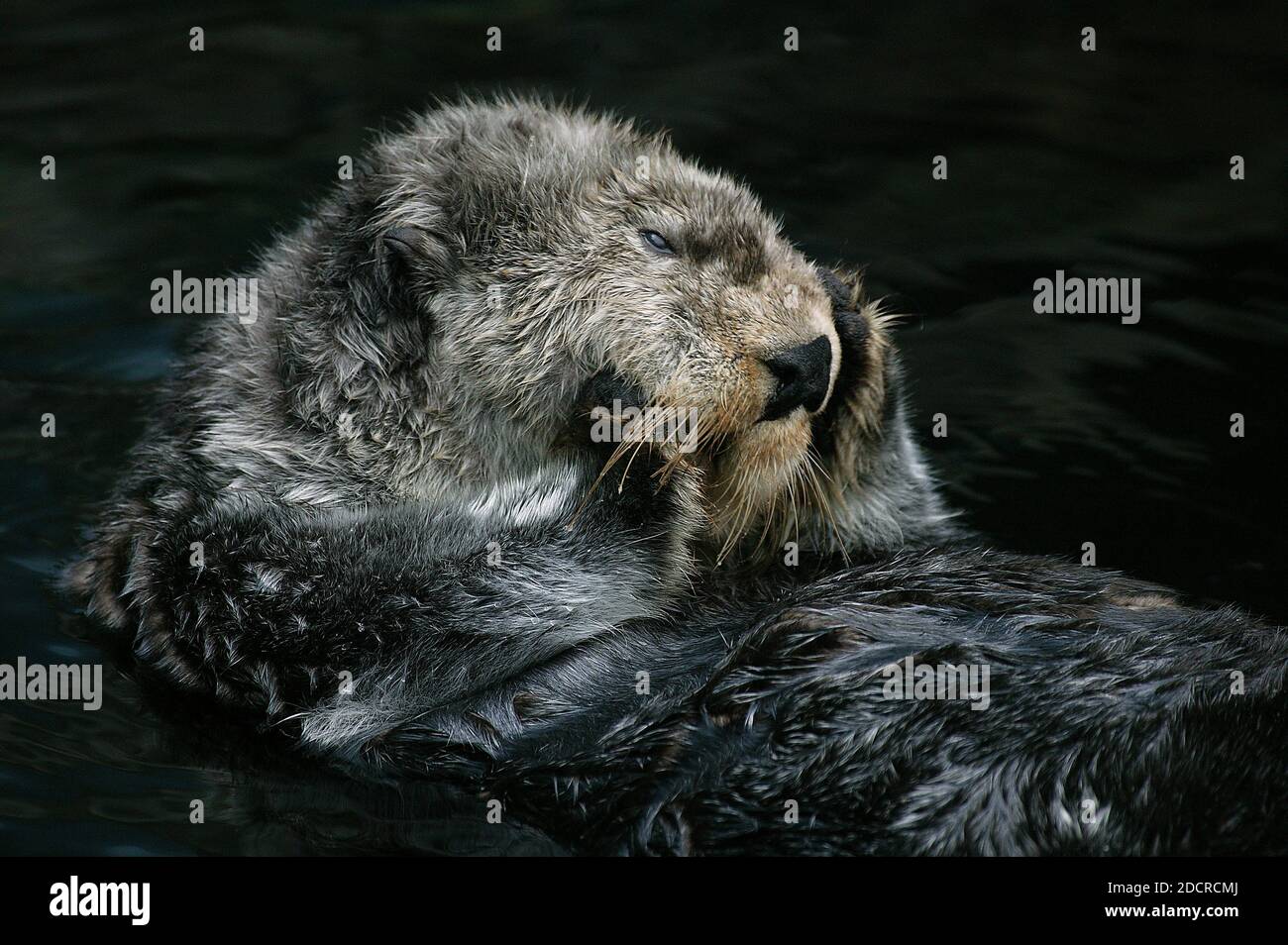 Sea Otter, enhydra lutris, Adult grooming Fur, California Stock Photo ...