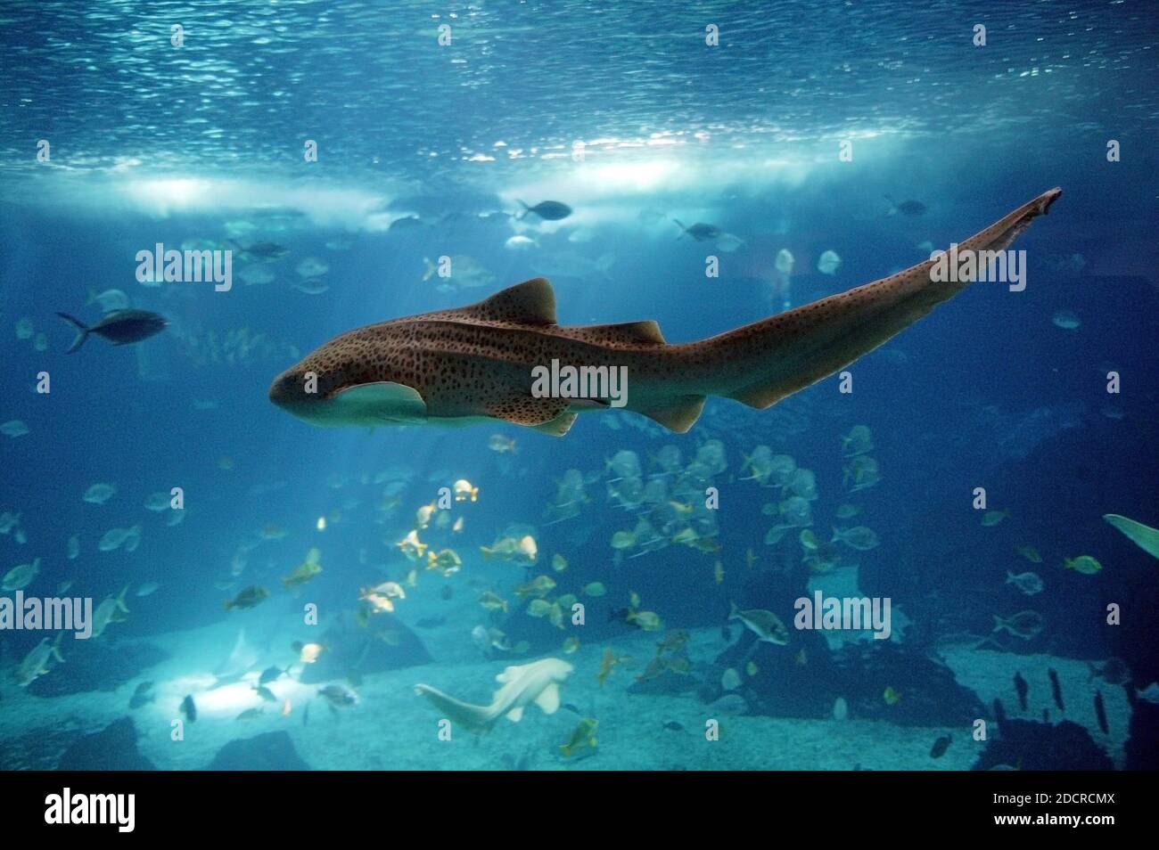 Zebra Shark, stegostoma fasciatum Stock Photo - Alamy